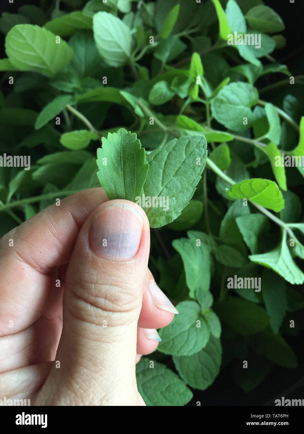 Herb mint young leaves hi-res stock photography and images - Alamy