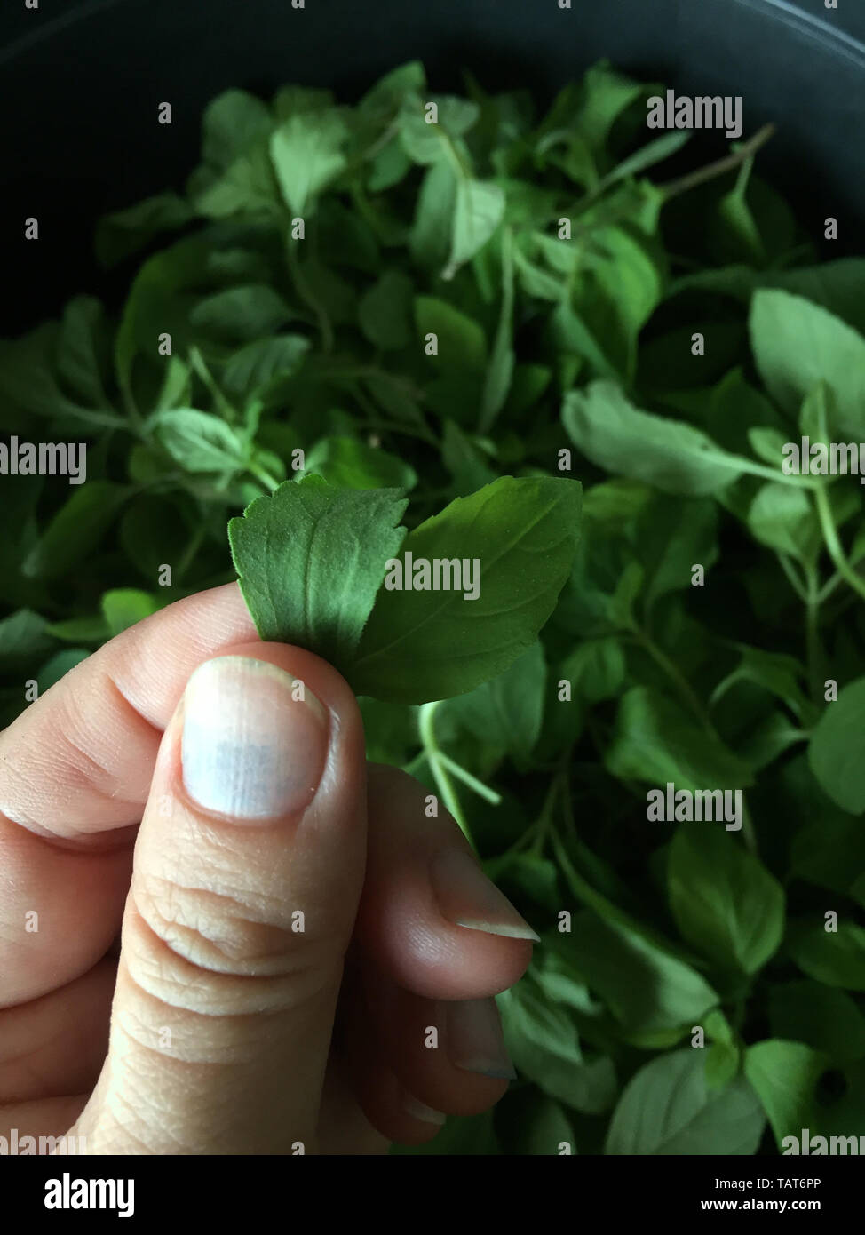 Hand pick fresh mint leaves . Nature Background Stock Photo - Alamy