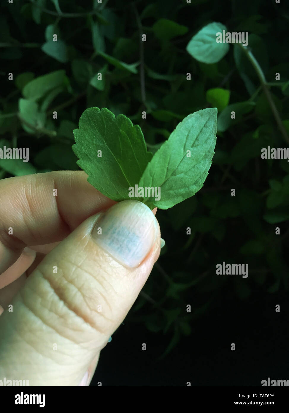 Hand pick fresh mint leaves . Nature Background Stock Photo - Alamy