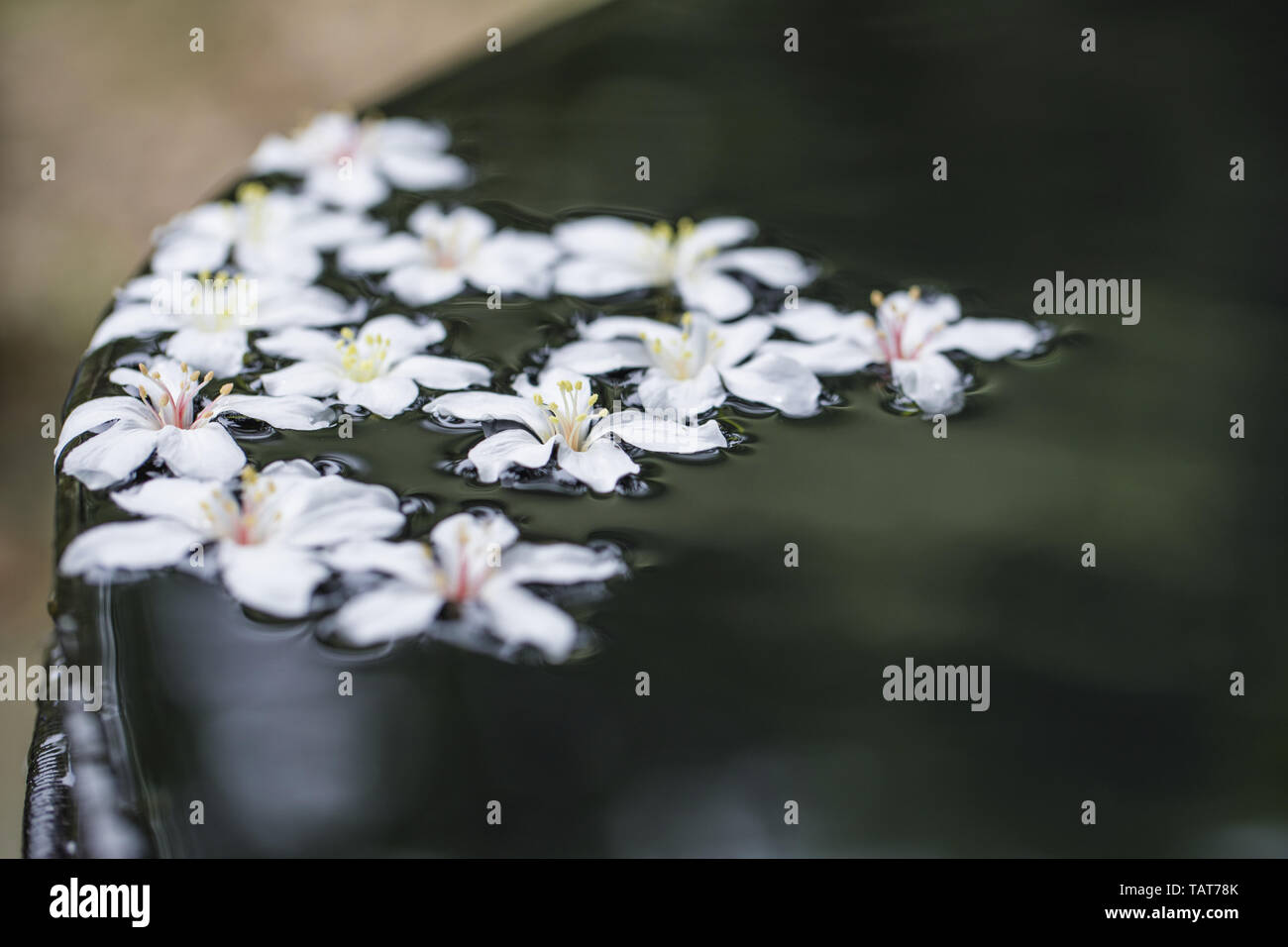 Tung blossom park hi-res stock photography and images - Alamy