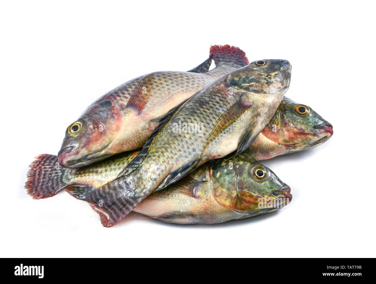 fresh raw tilapia fish freshwater isolated on white background Stock ...