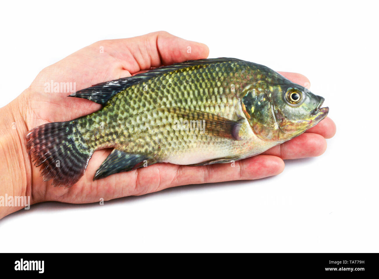 Fresh raw Tilapia fish freshwater in hand isolated on white background ...