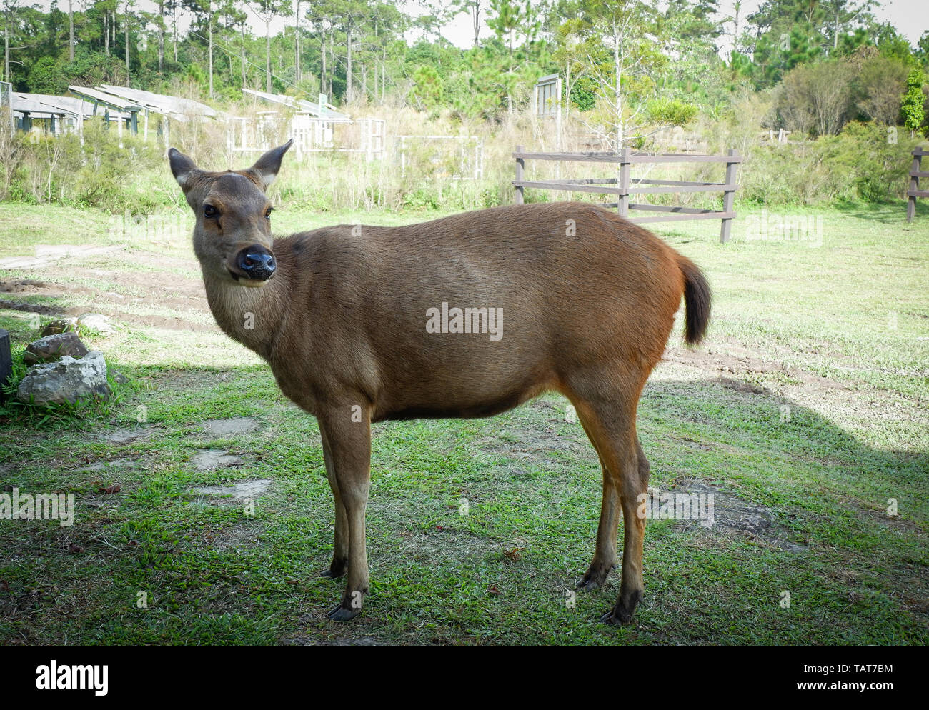 Mule deer doe and fawn in autumn hi-res stock photography and images ...