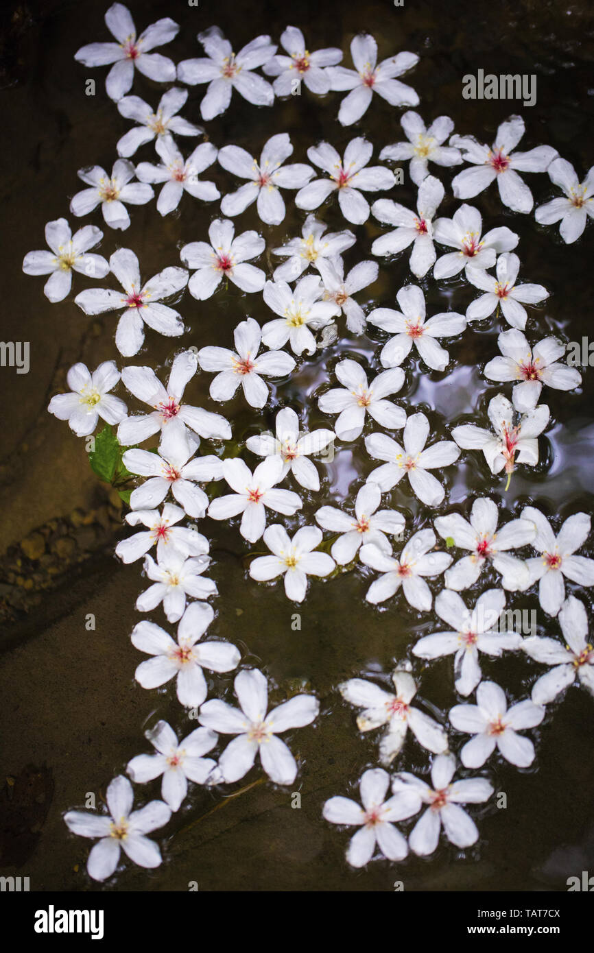 Tung blossom park hi-res stock photography and images - Alamy