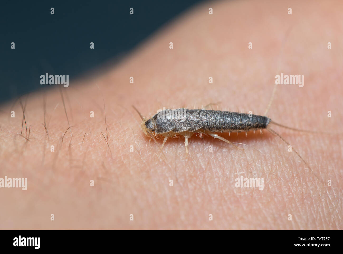 Silverfish hi-res stock photography and images - Alamy