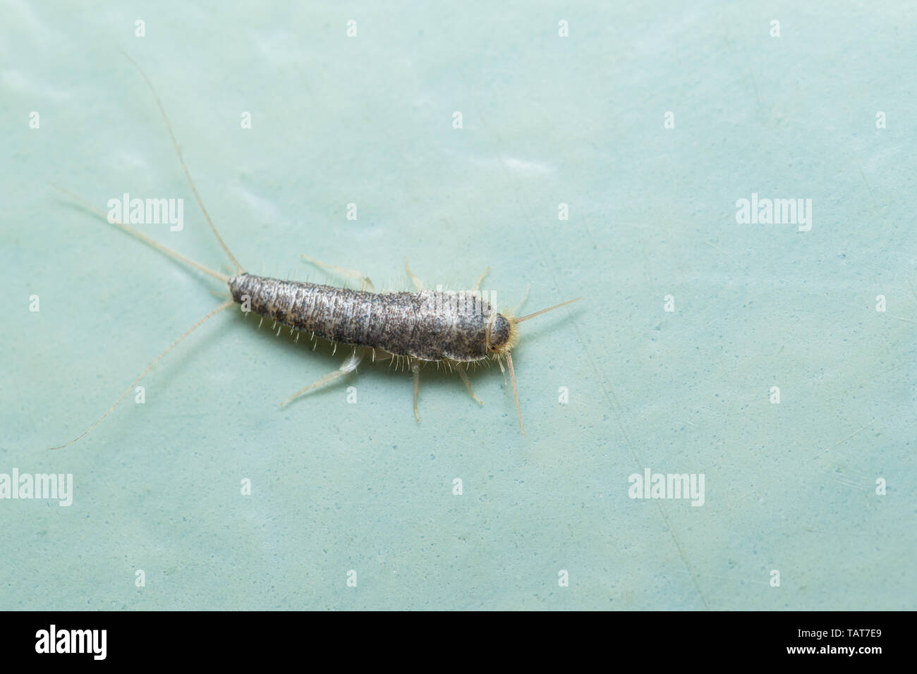 Long-tailed gray silverfish Stock Photo - Alamy