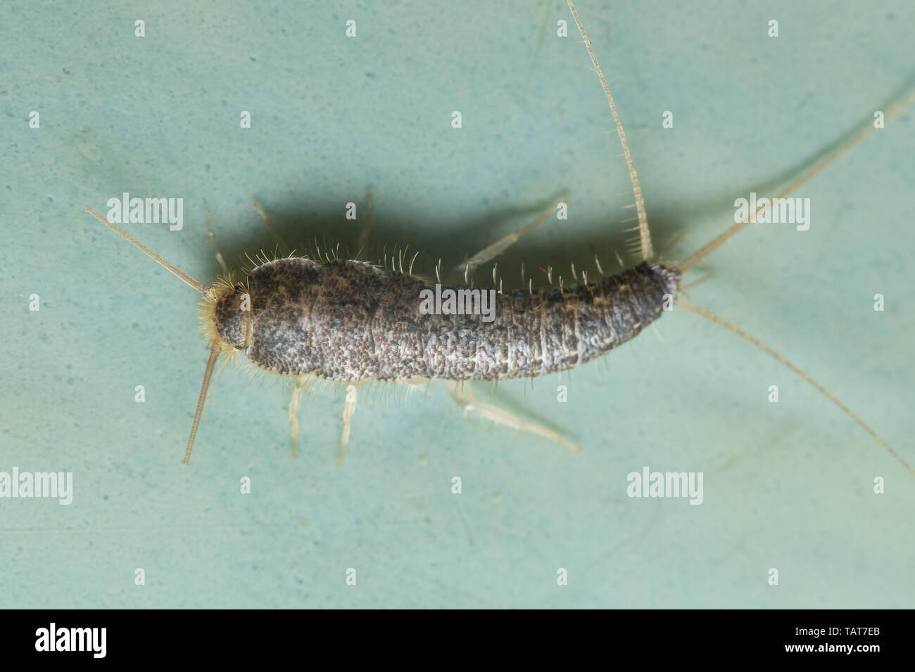 Long-tailed gray silverfish Stock Photo - Alamy