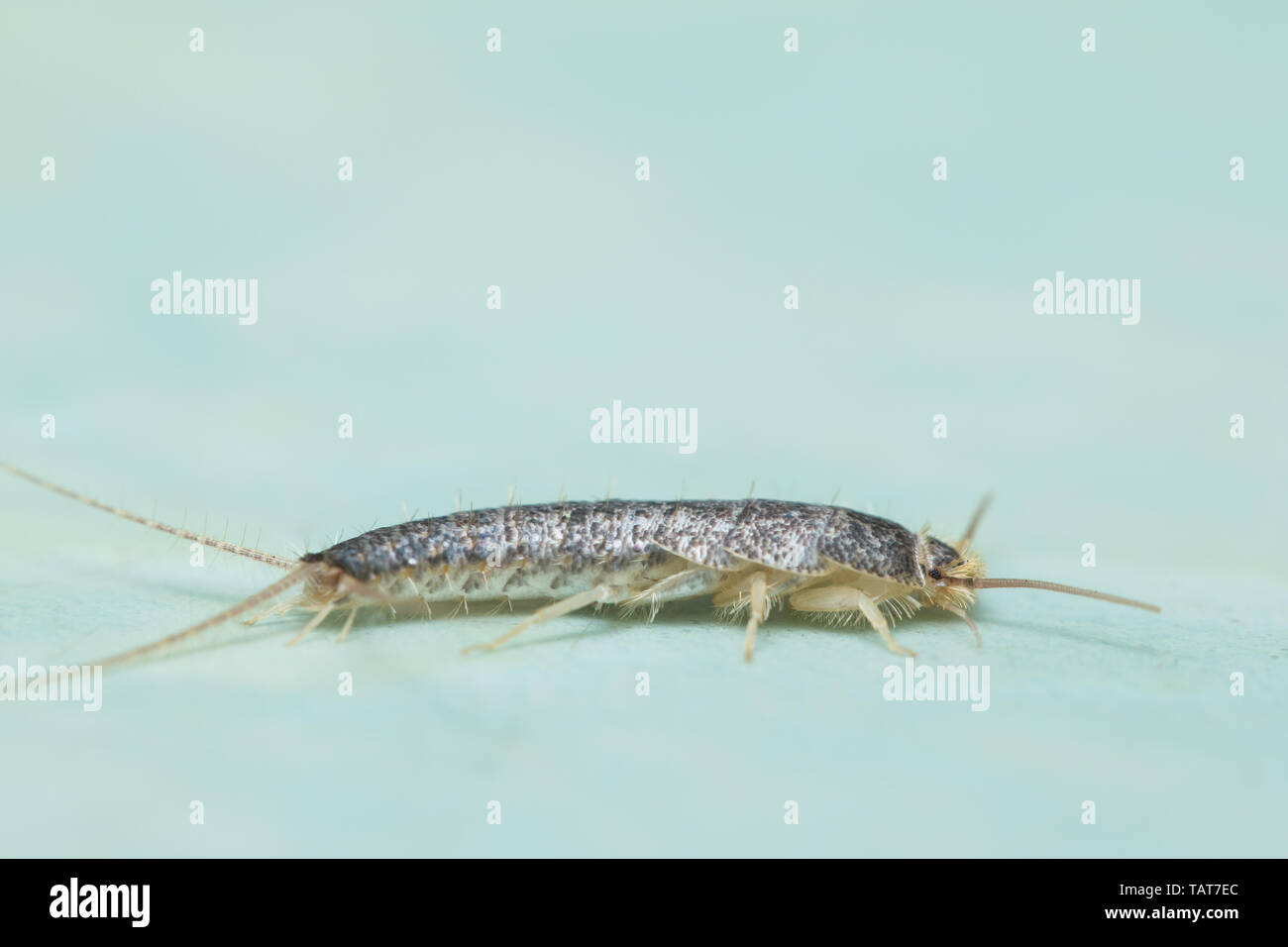 Long-tailed gray silverfish Stock Photo - Alamy