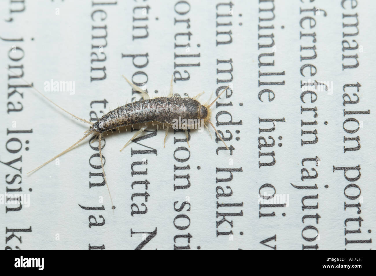 Long-tailed gray silverfish Stock Photo - Alamy