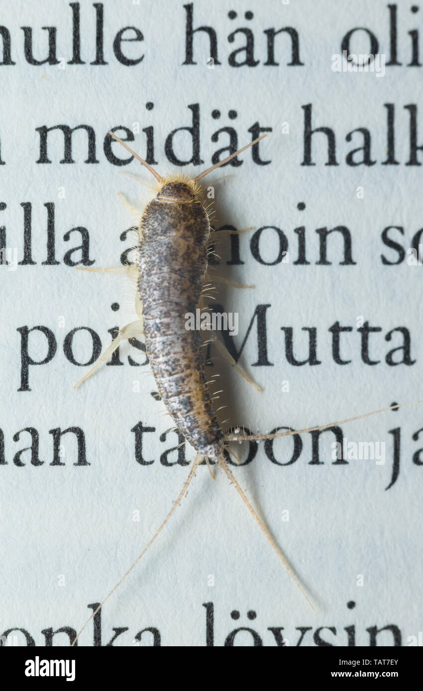 Long-tailed gray silverfish Stock Photo - Alamy