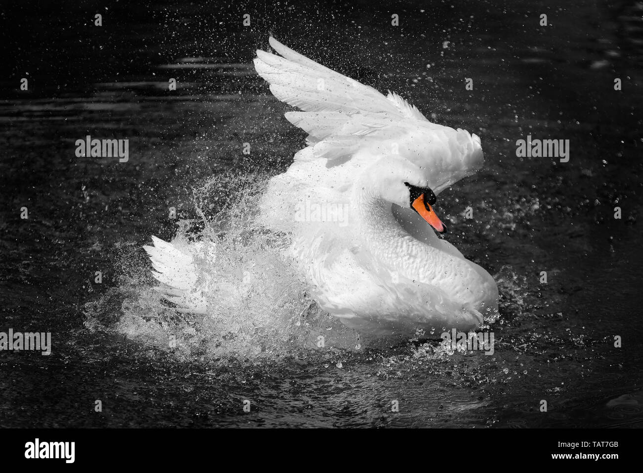 White swan splashing in water hi-res stock photography and images - Alamy