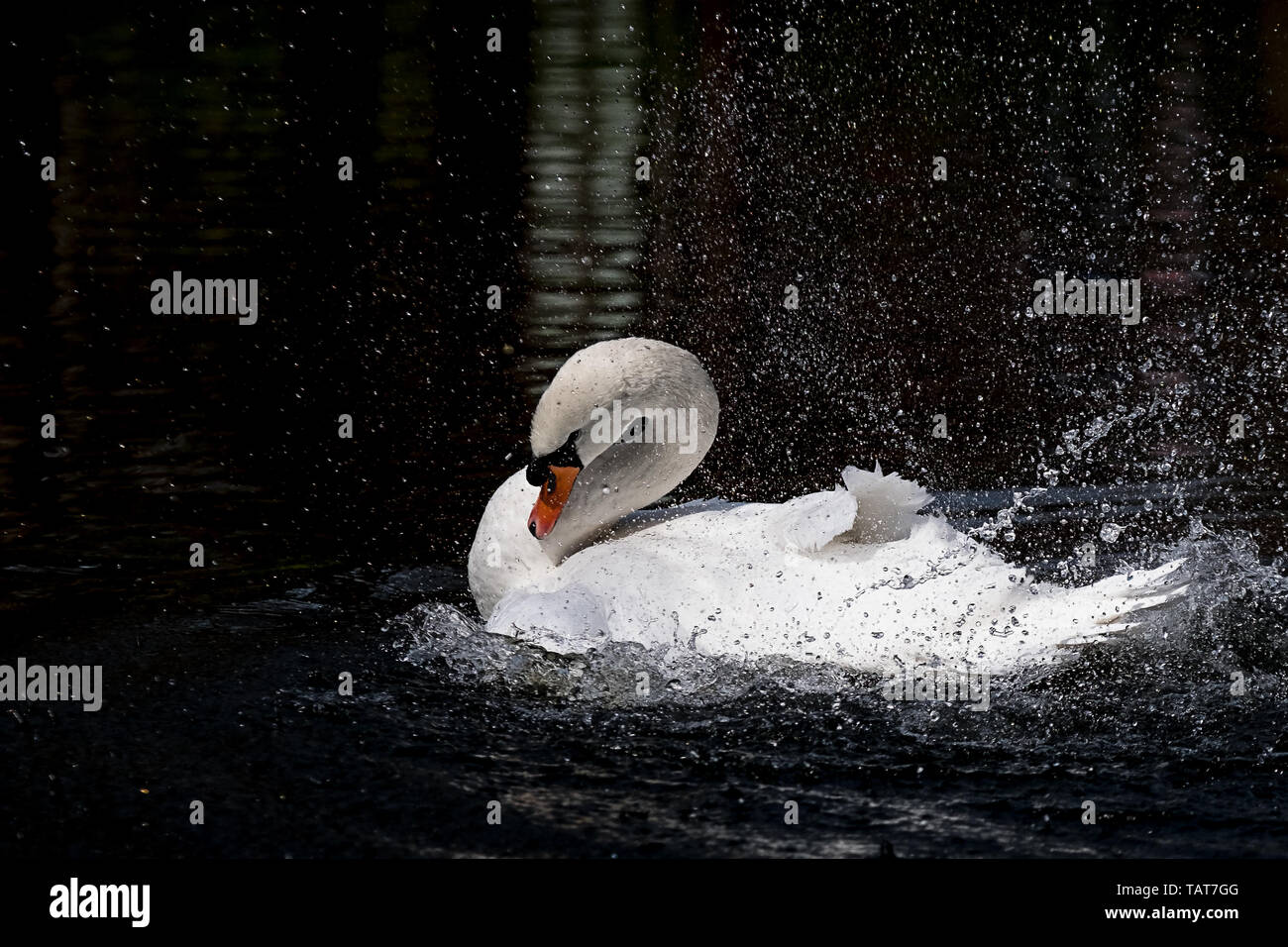 swan on lake splashing about with water Stock Photo - Alamy