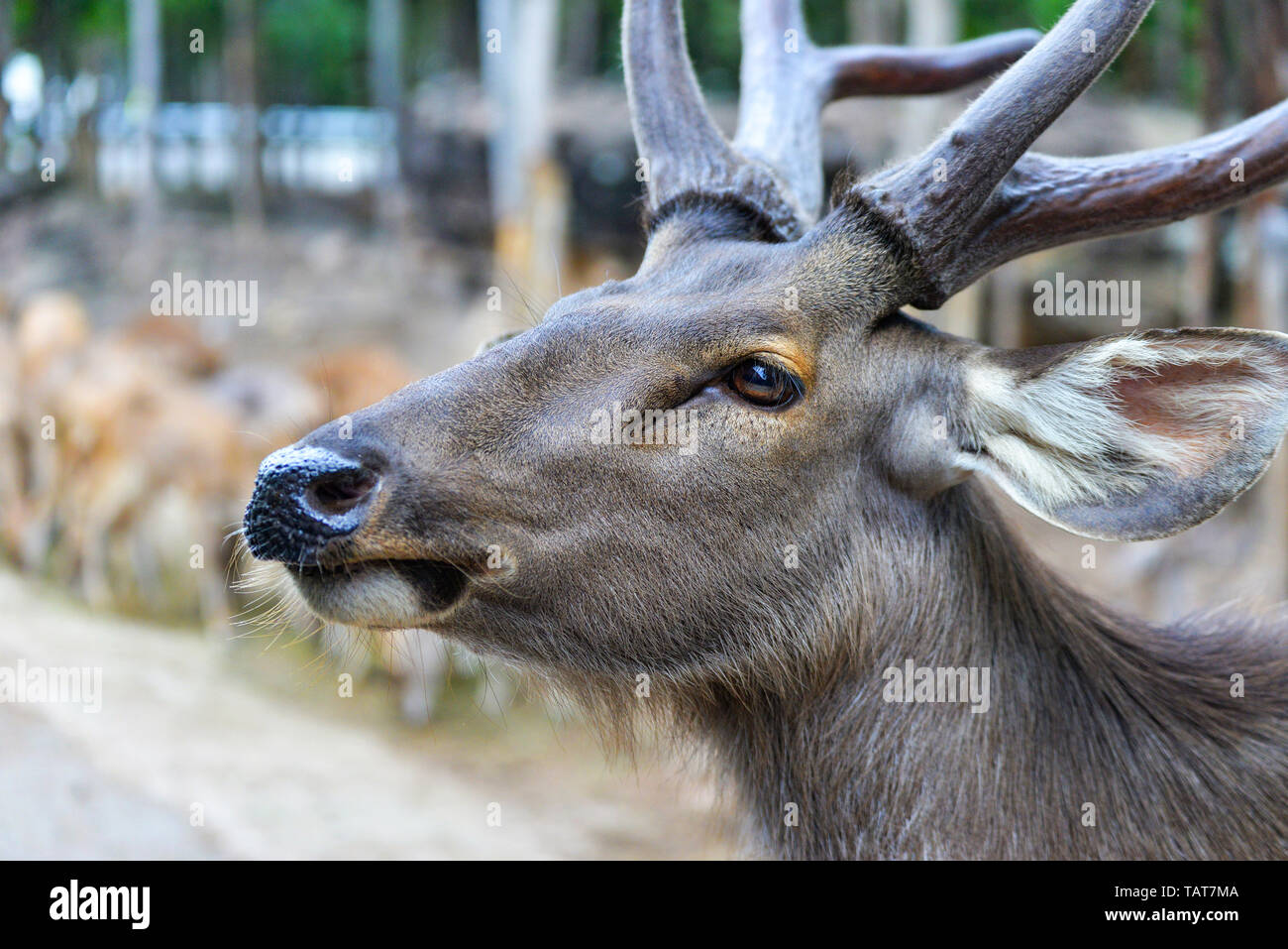 Whitetail Deer Face