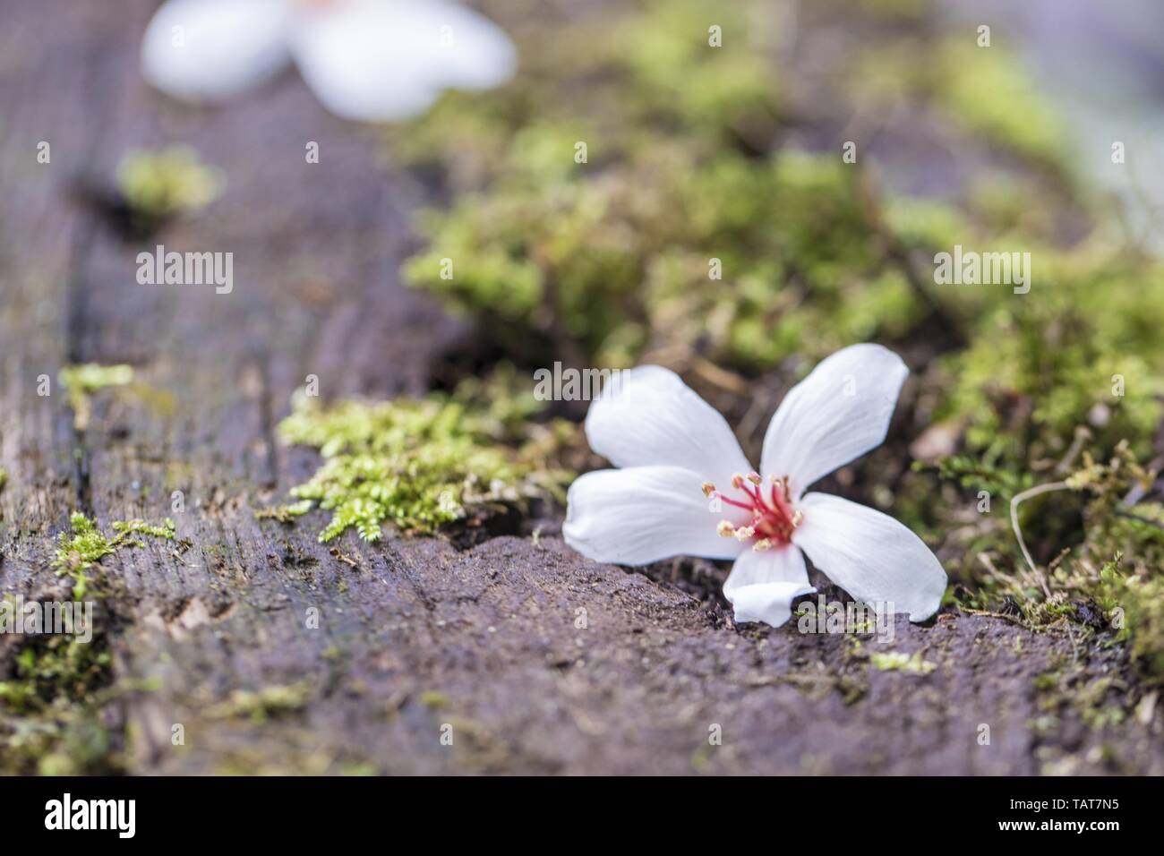 Tung tree taipei hi-res stock photography and images - Alamy