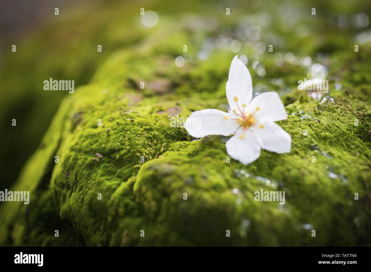 Tung blossom park hi-res stock photography and images - Alamy