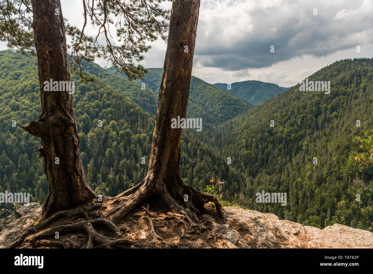 Two tree trunks hi-res stock photography and images - Alamy
