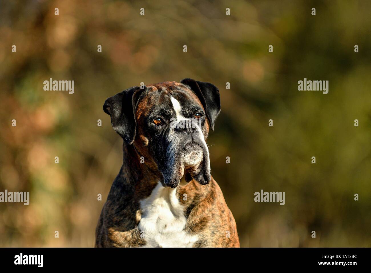 Elderly boxer dog hi-res stock photography and images - Alamy