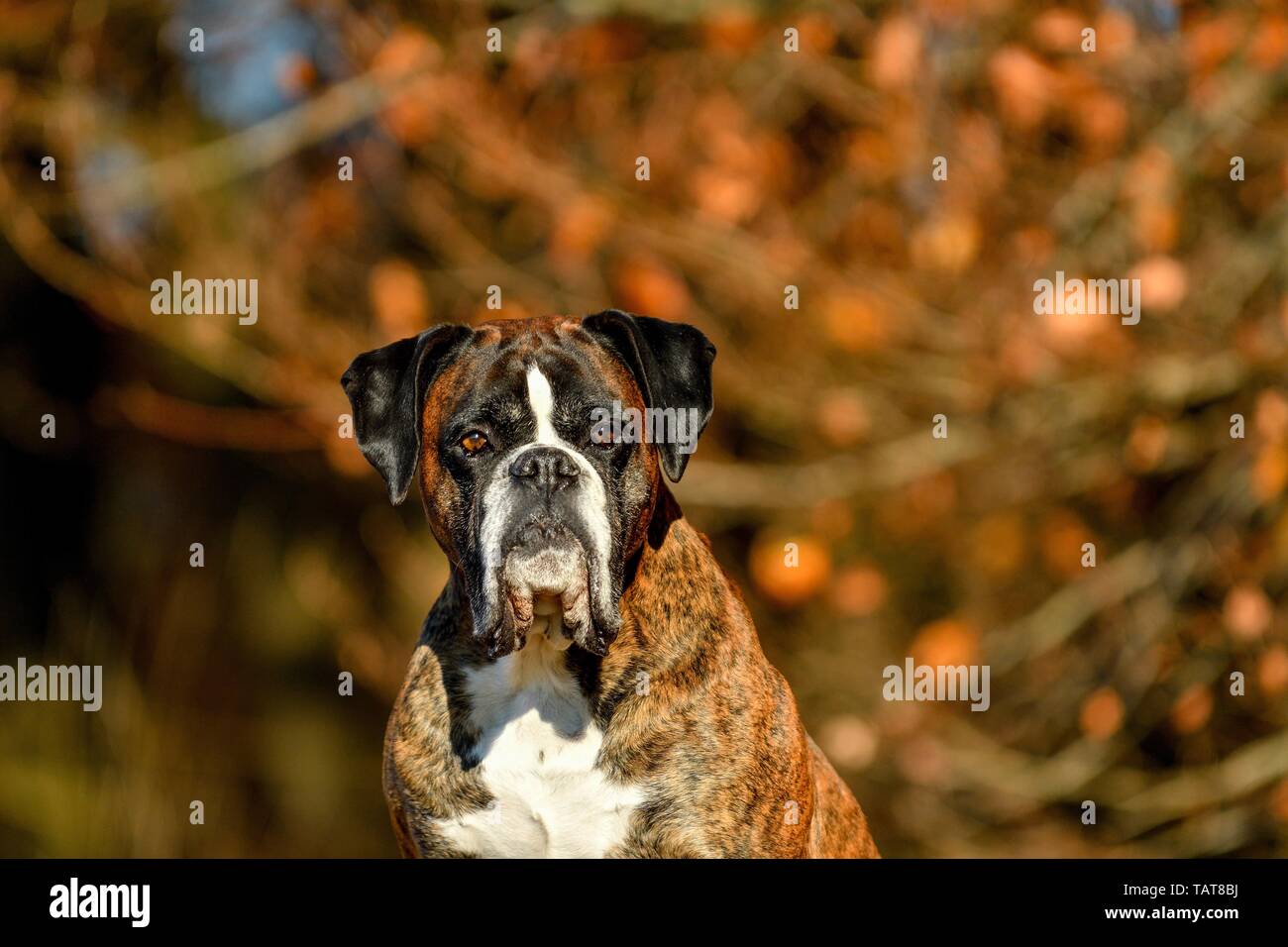 Elderly boxer dog hi-res stock photography and images - Alamy