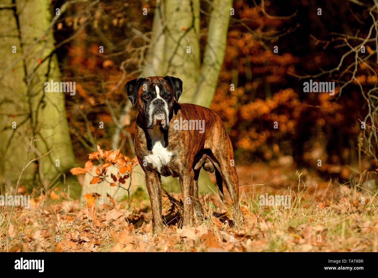 standing German Boxer Stock Photo - Alamy
