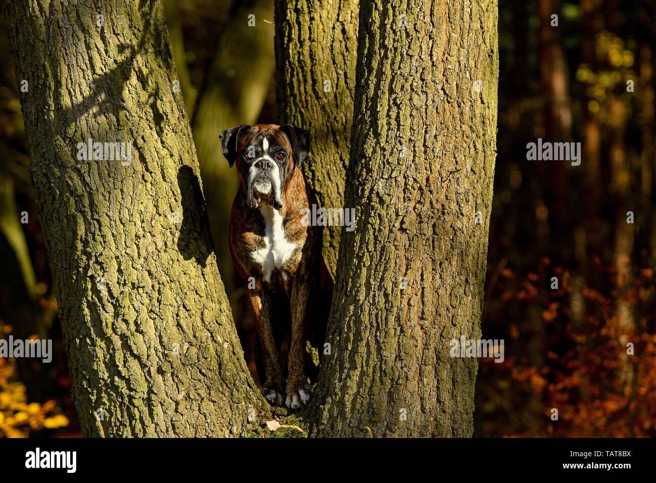 standing German Boxer Stock Photo - Alamy