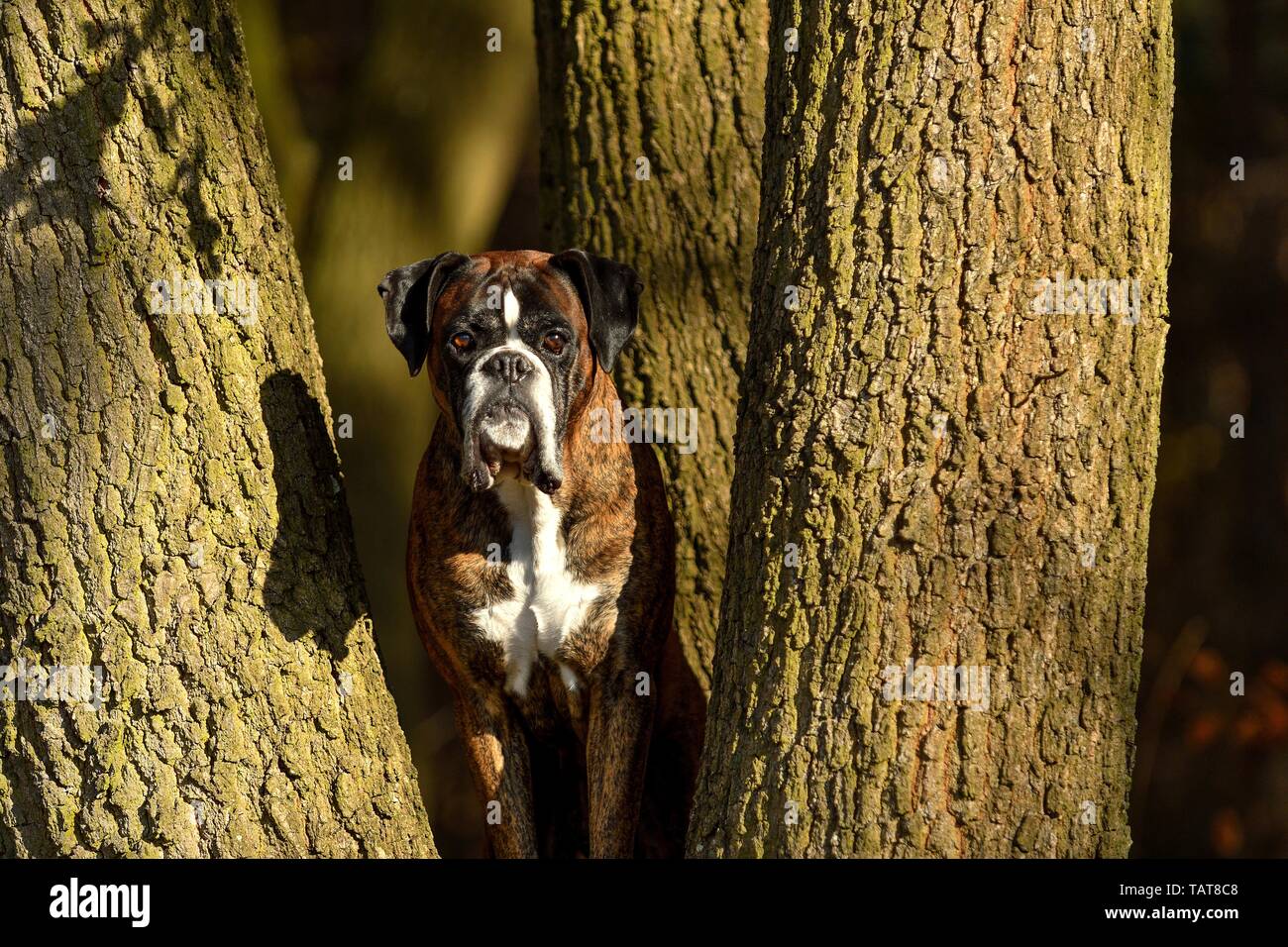 standing German Boxer Stock Photo - Alamy