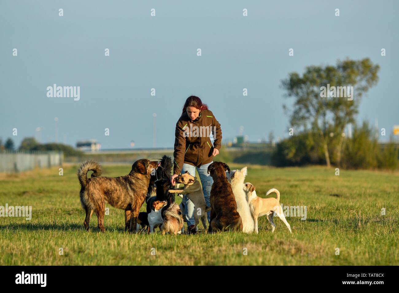 woman and dogs Stock Photo - Alamy