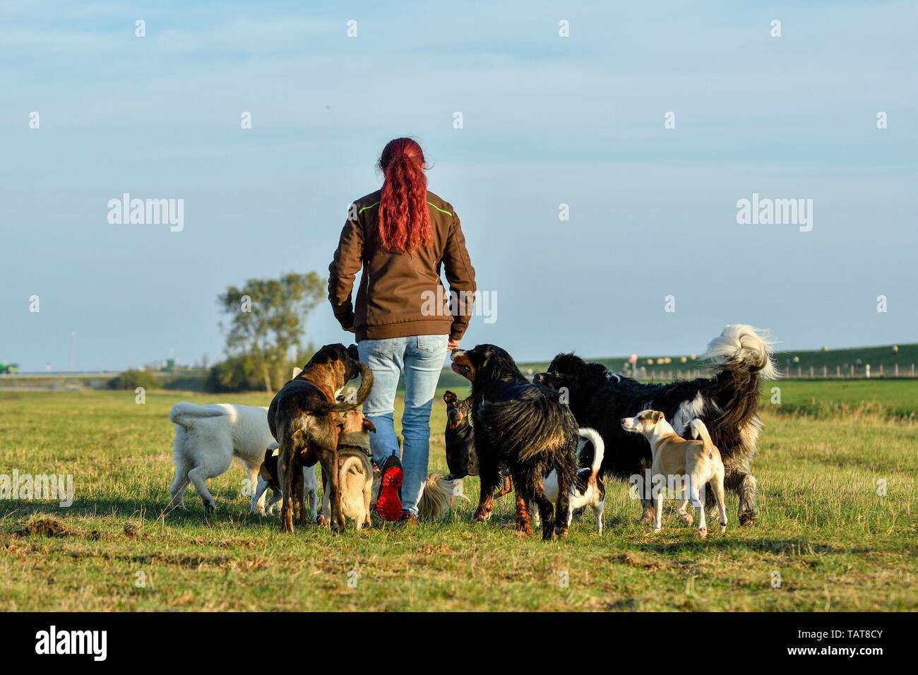 woman and dogs Stock Photo - Alamy