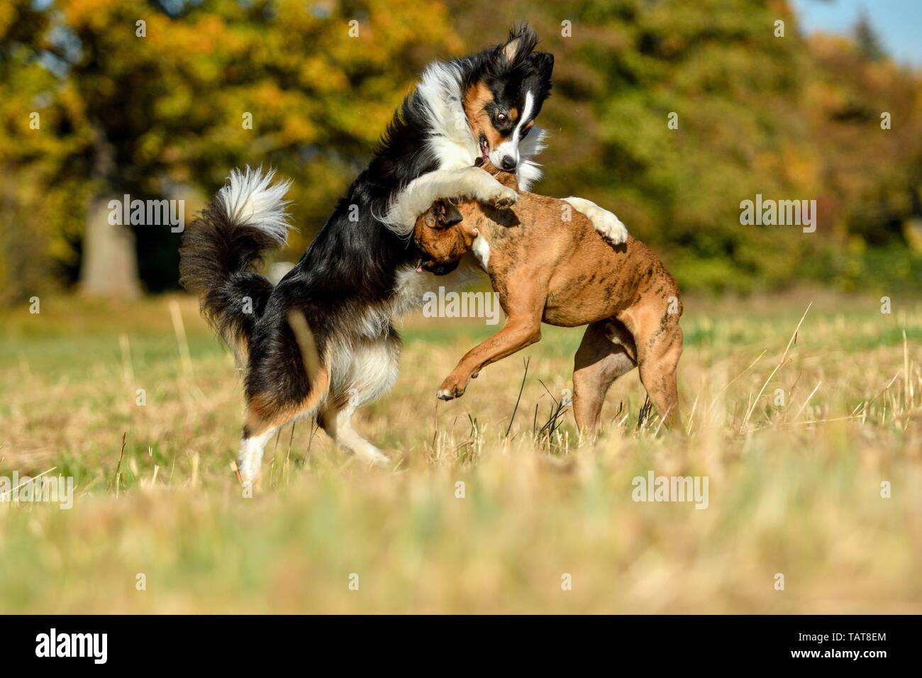 Australian Shepherd and boxers play together Stock Photo - Alamy