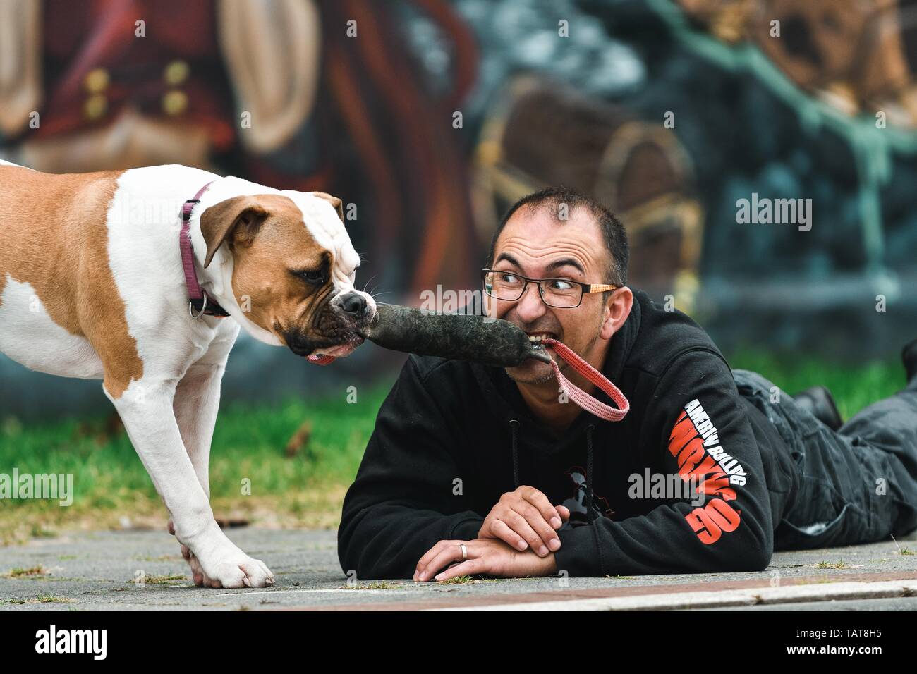 man and American Bulldog Stock Photo - Alamy