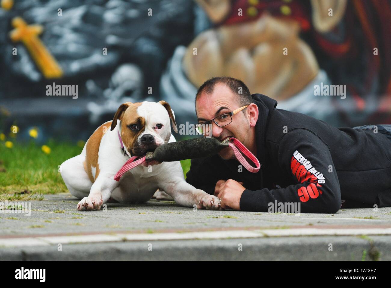 man and American Bulldog Stock Photo - Alamy