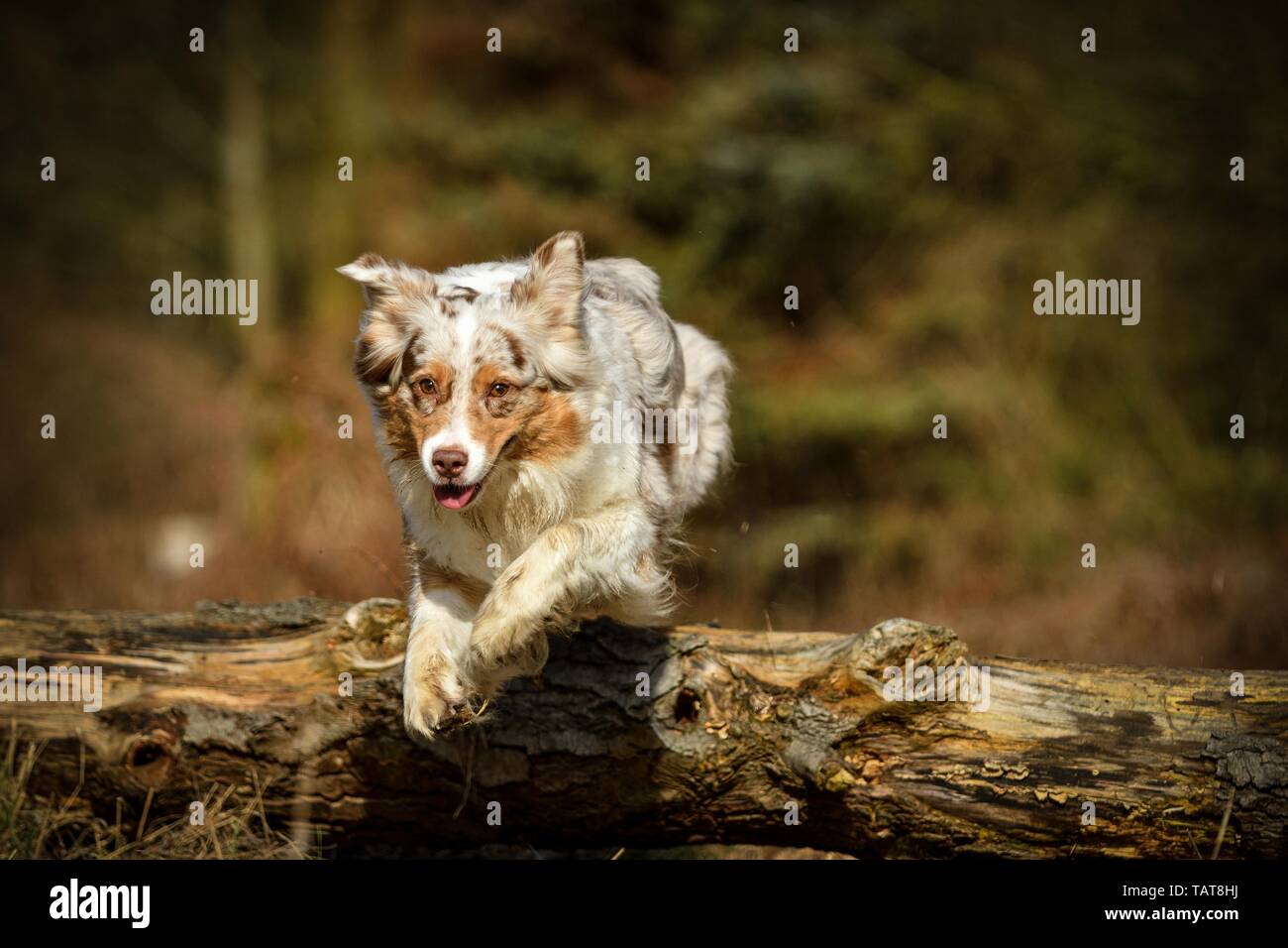 jumping Australian Shepherd Stock Photo - Alamy