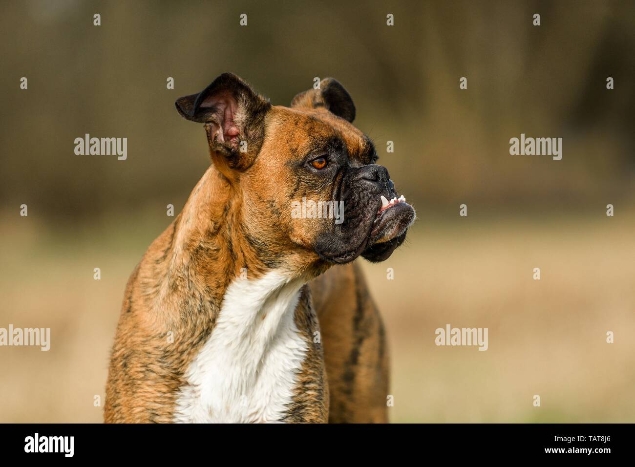 Boxer dog teeth hi-res stock photography and images - Alamy