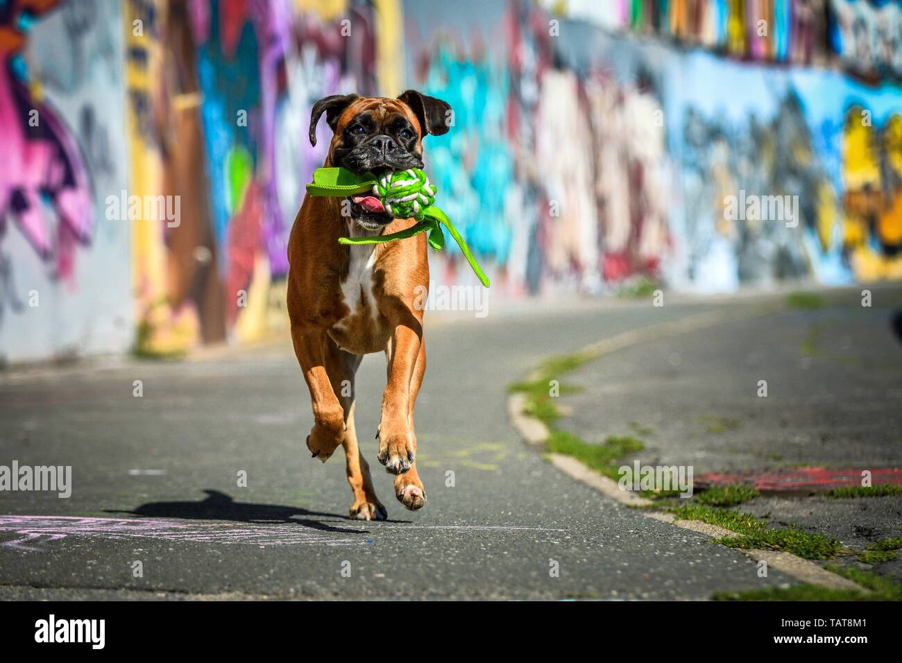 playing German Boxer Stock Photo - Alamy