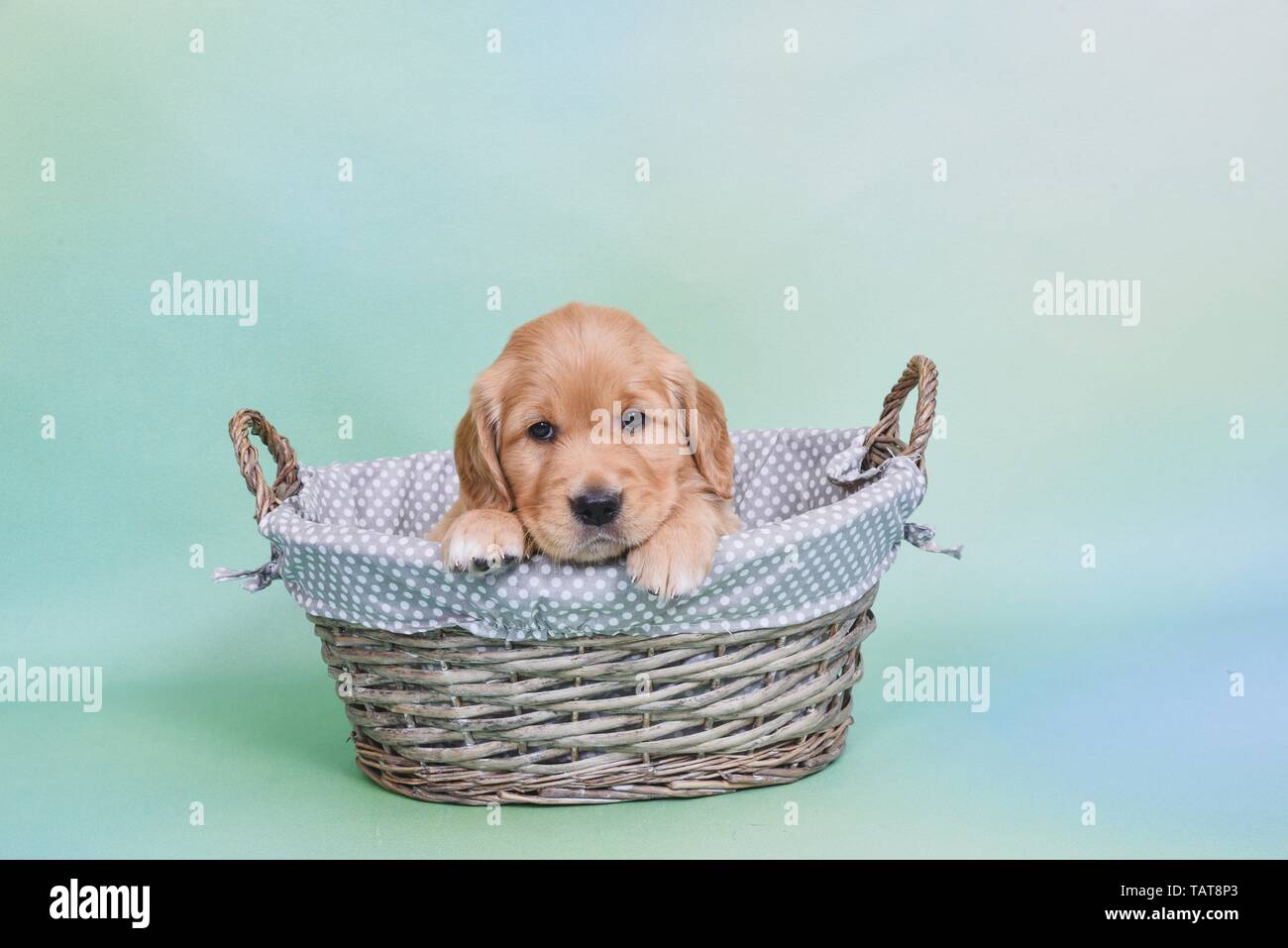 Golden retrievers basket hi-res stock photography and images - Alamy