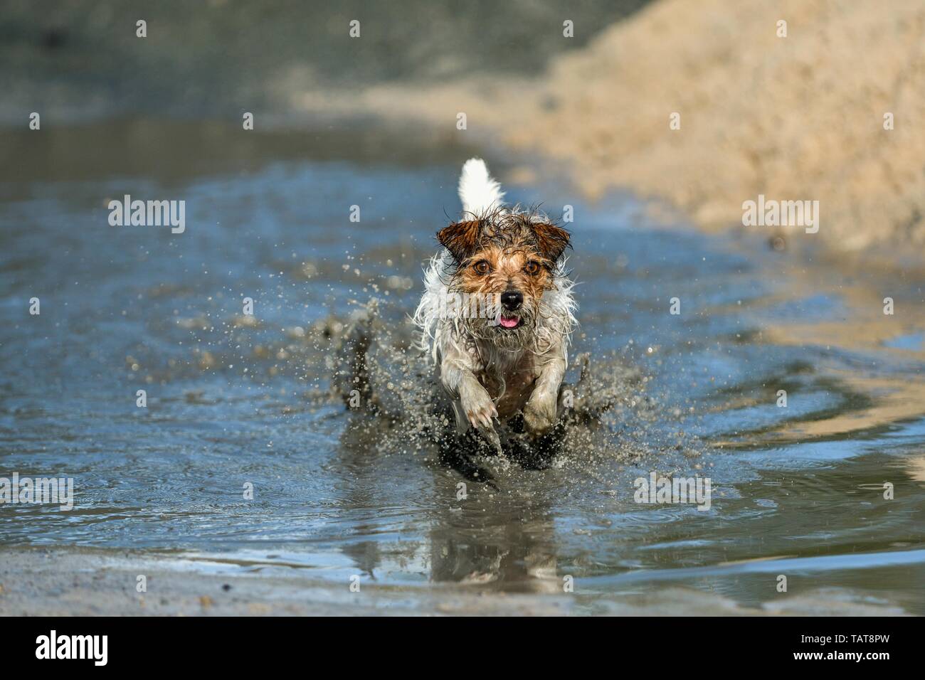 running Jack Russell Terrier Stock Photo - Alamy