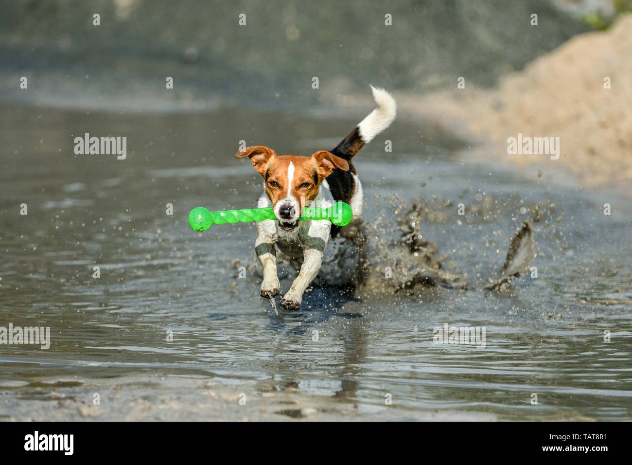 playing Jack Russell Terrier Stock Photo - Alamy