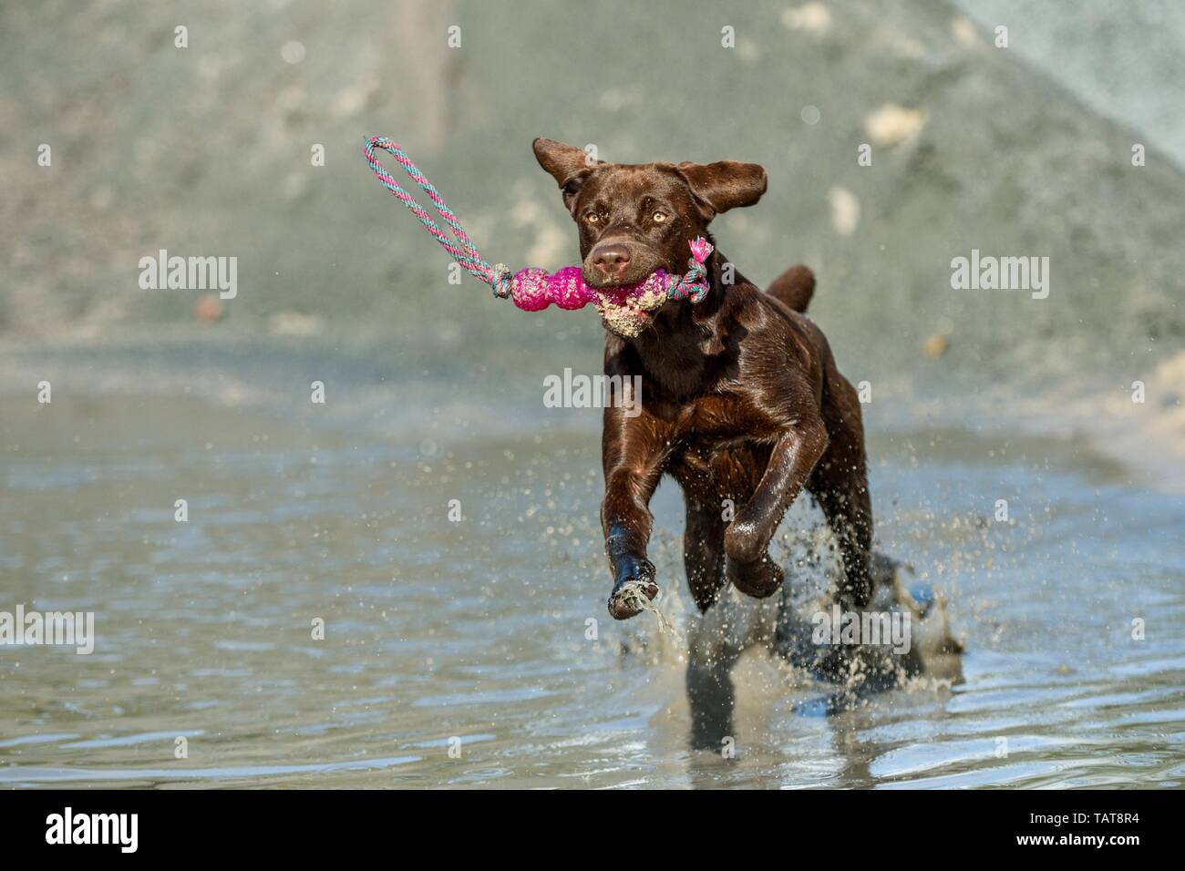 playing Labrador Retriever Stock Photo - Alamy