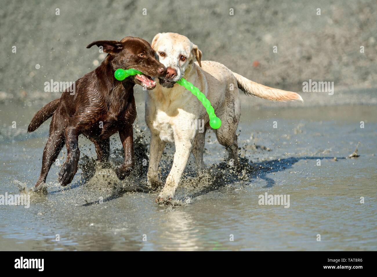 Sun go kong hi-res stock photography and images - Alamy