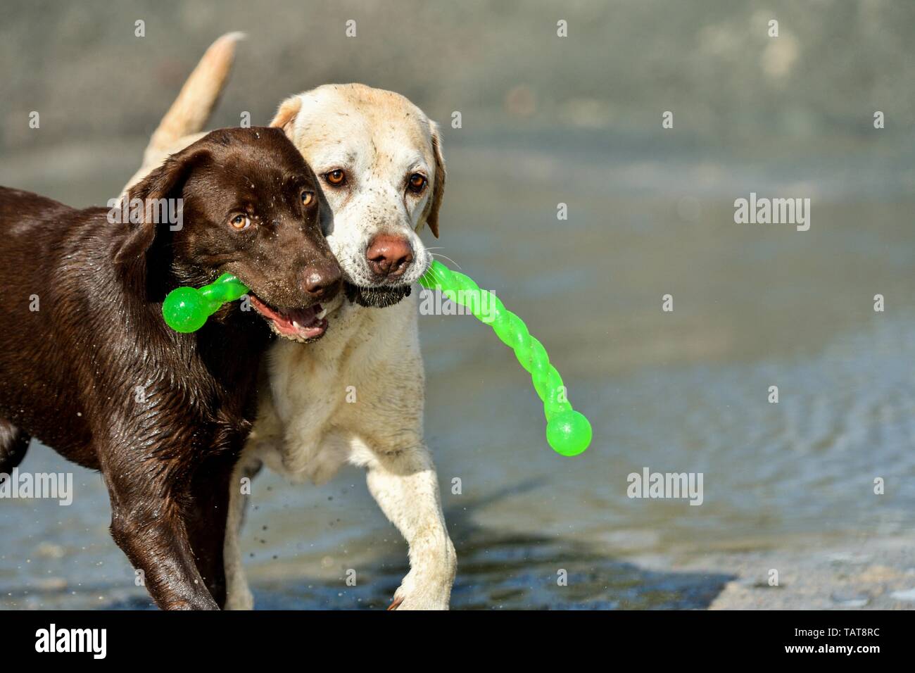 Chocolate labrador walking side view hi-res stock photography and ...