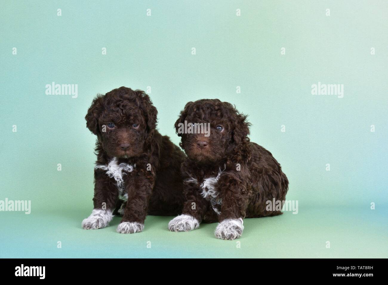 2 Lagotto Romagnolo Puppies Stock Photo - Alamy