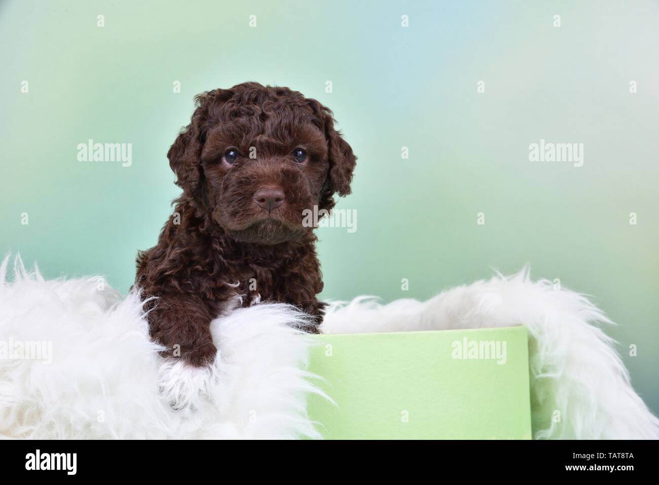 Lagotto Romagnolo Puppy Stock Photo - Alamy