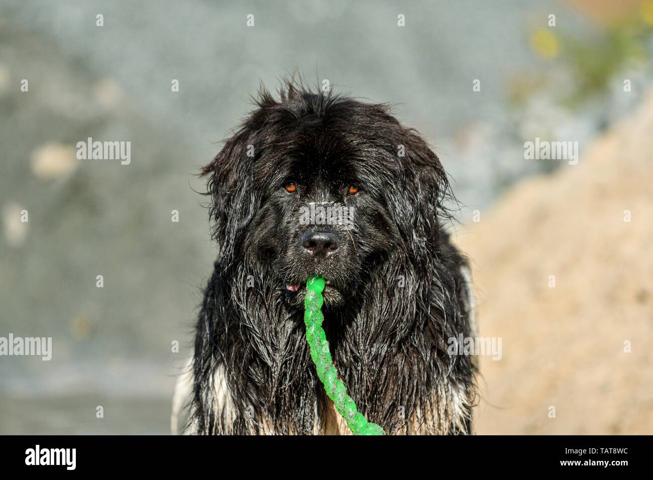Newfoundland Dog Portrait Stock Photo - Alamy