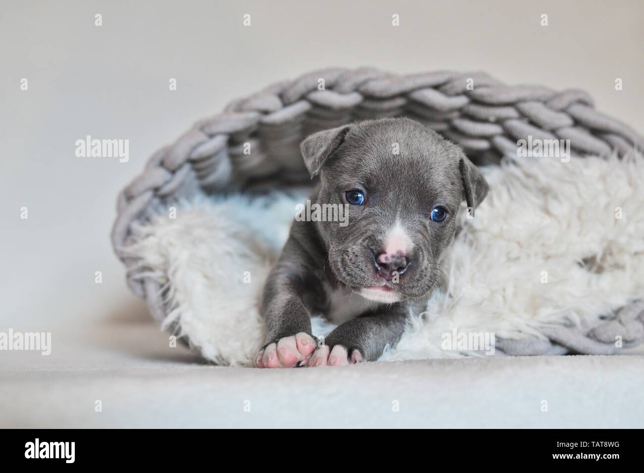 American Pit Bull Terrier Puppy Stock Photo - Alamy