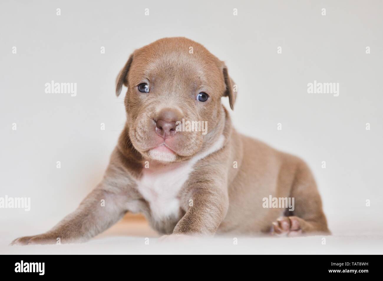 American Pit Bull Terrier Puppy Stock Photo - Alamy