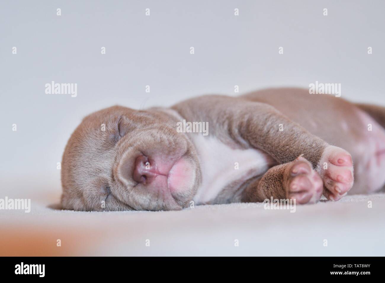 American Pit Bull Terrier Puppy Stock Photo - Alamy