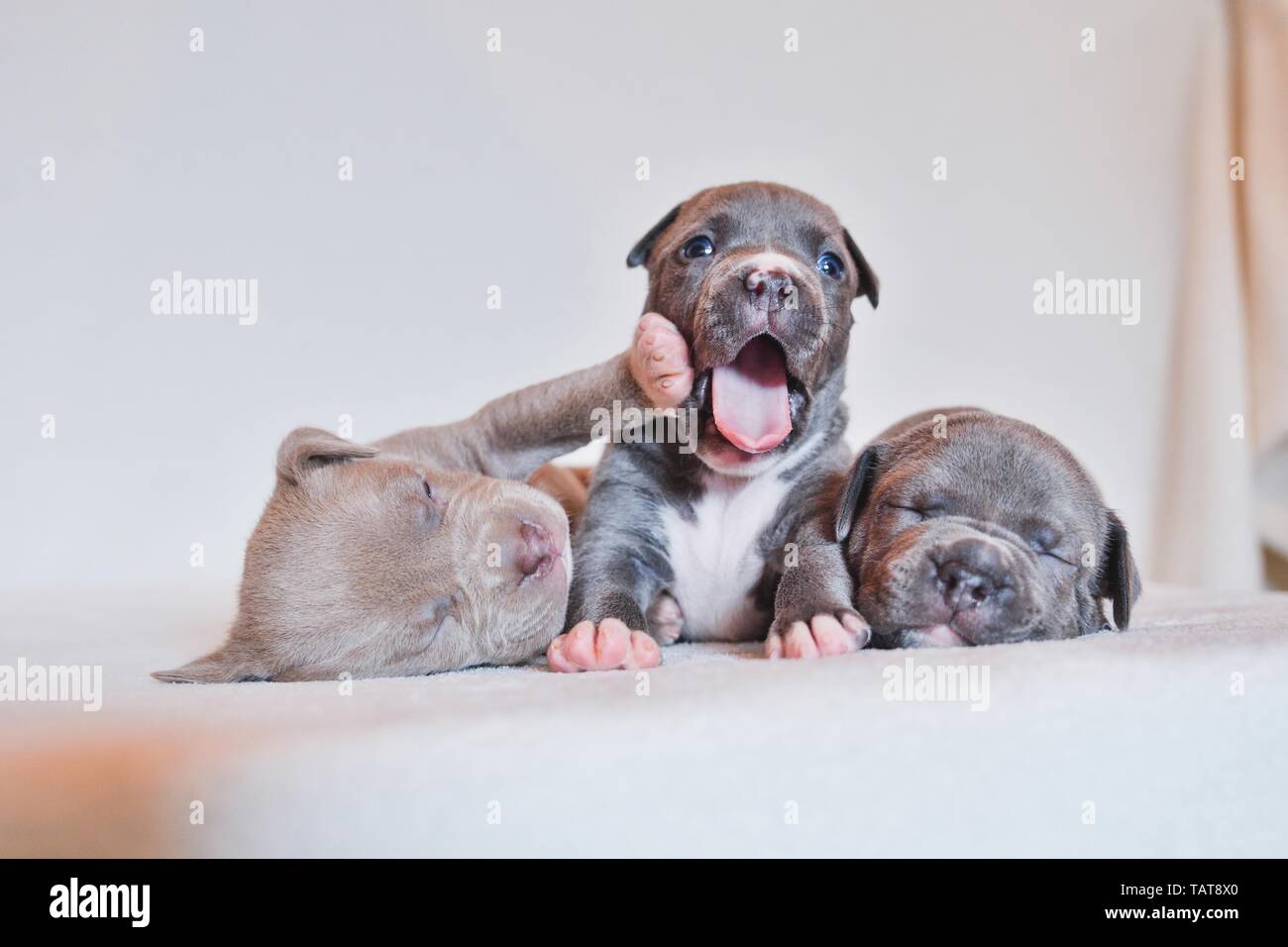 3 American Pit Bull Terrier Puppies Stock Photo - Alamy
