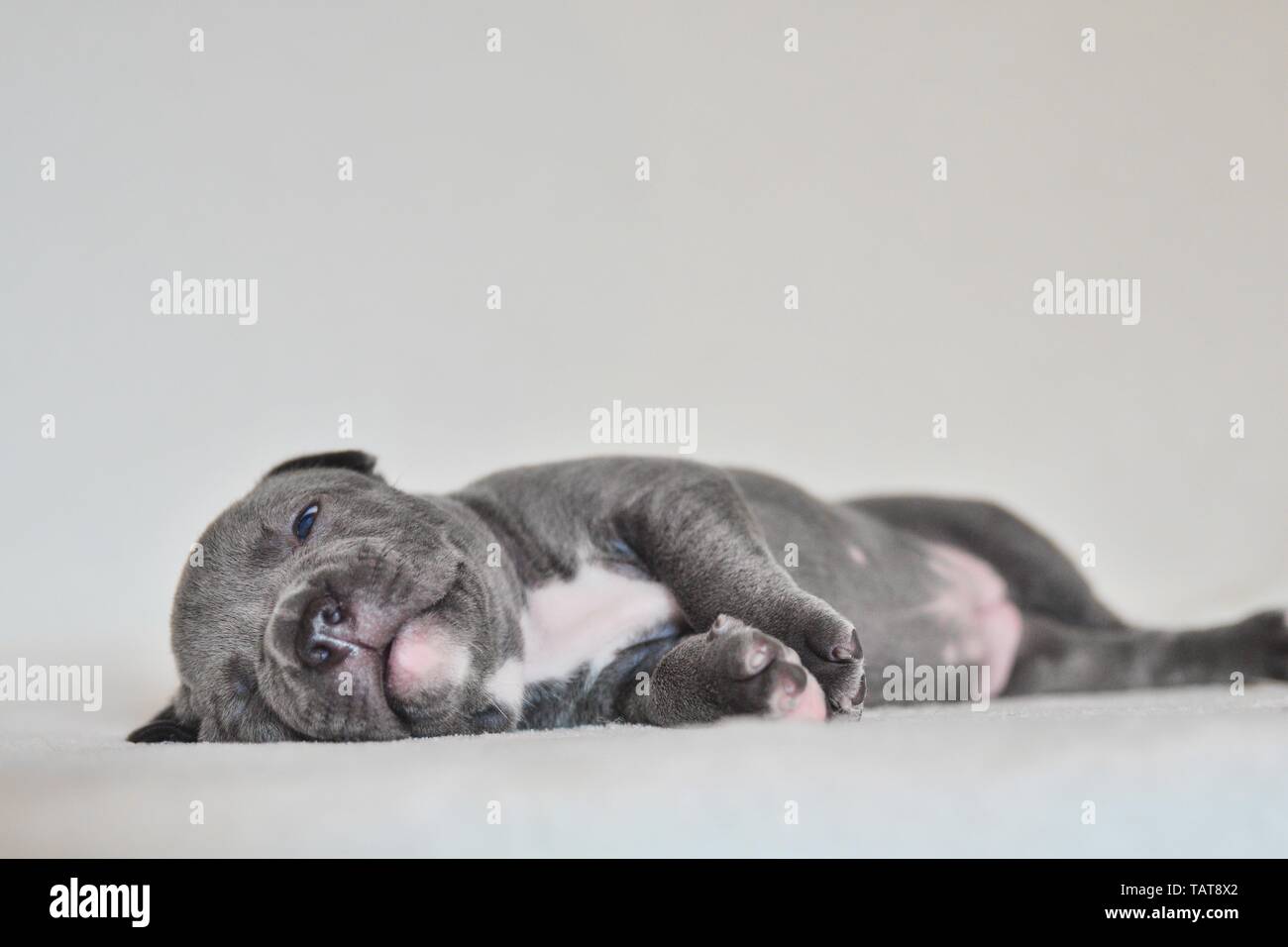 American Pit Bull Terrier Puppy Stock Photo - Alamy