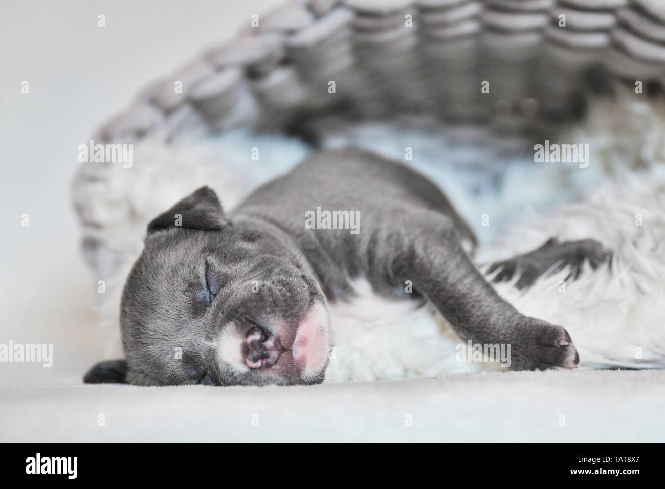 Baby pitbulls hi-res stock photography and images - Alamy