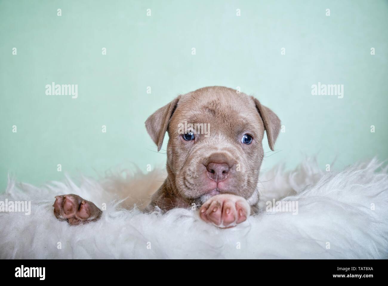 American Pit Bull Terrier Puppy Stock Photo - Alamy