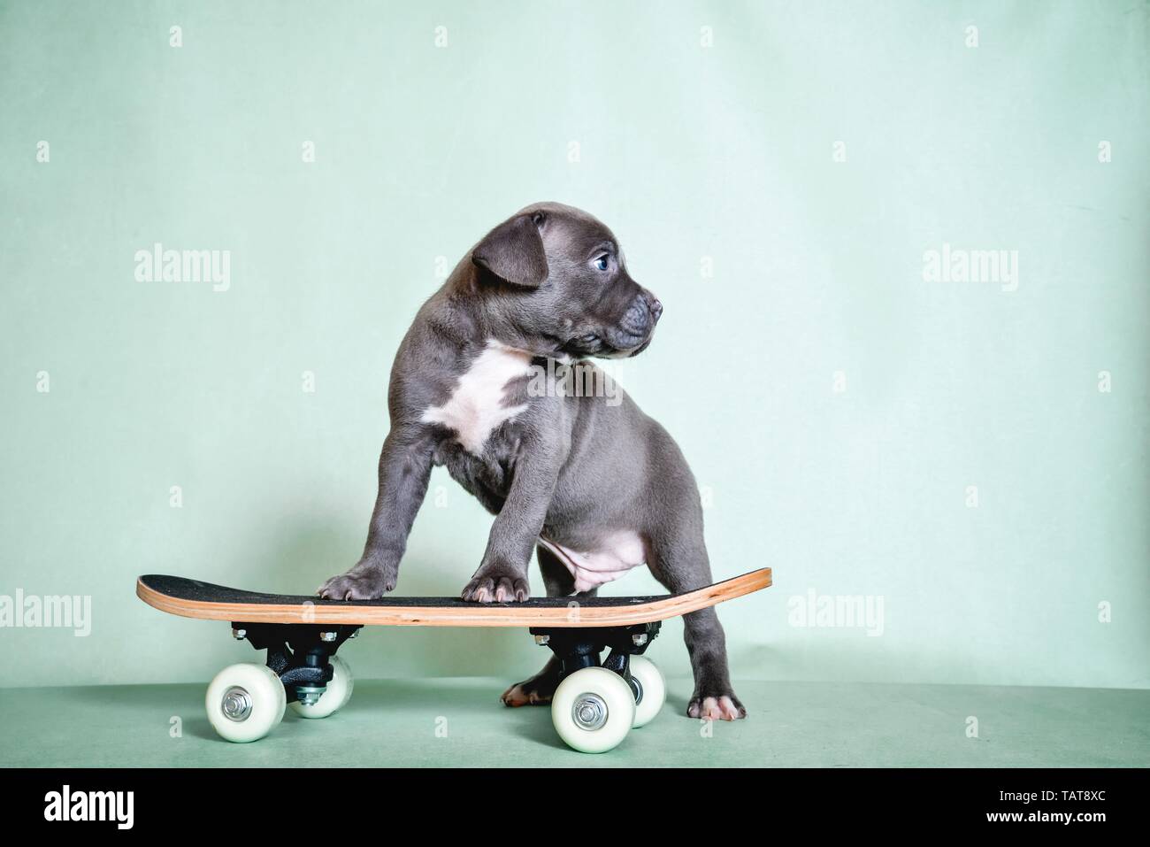 American Pit Bull Terrier Puppy Stock Photo - Alamy